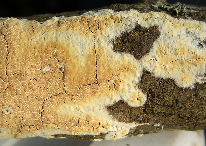 What is the difference between dry rot and wet rot? - Croft Preservation